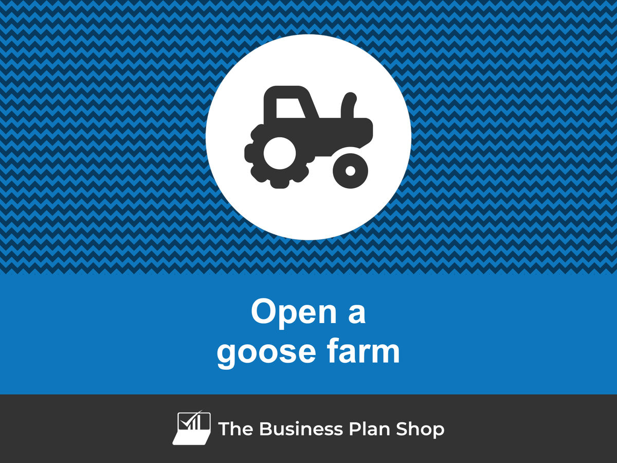 How to open a profitable goose farm?