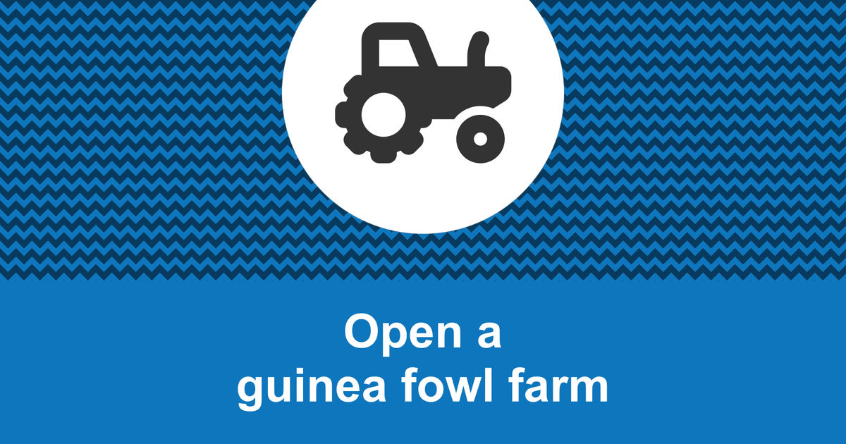 How to open a profitable guinea fowl farm?