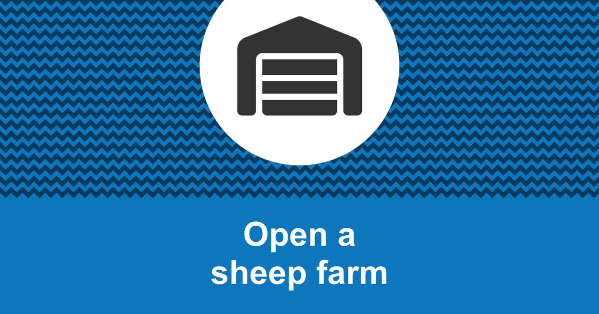 How to open a profitable sheep farm?