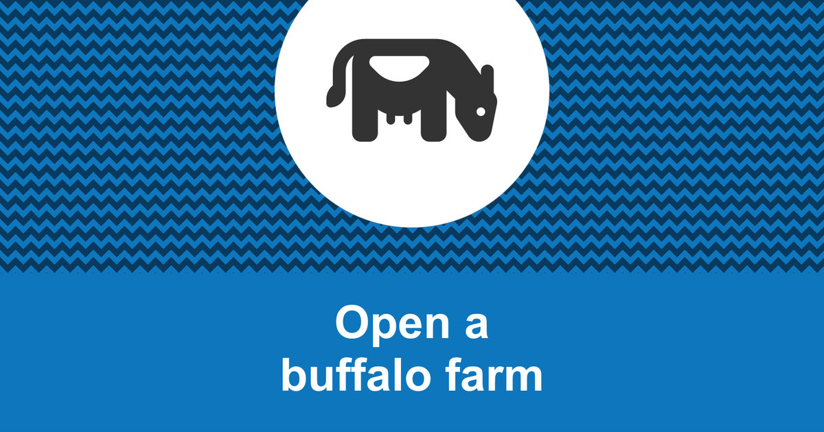 How to open a profitable buffalo farm?