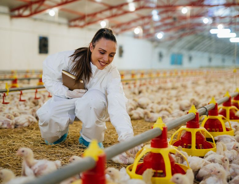 How to write a business plan for a chicken farm?