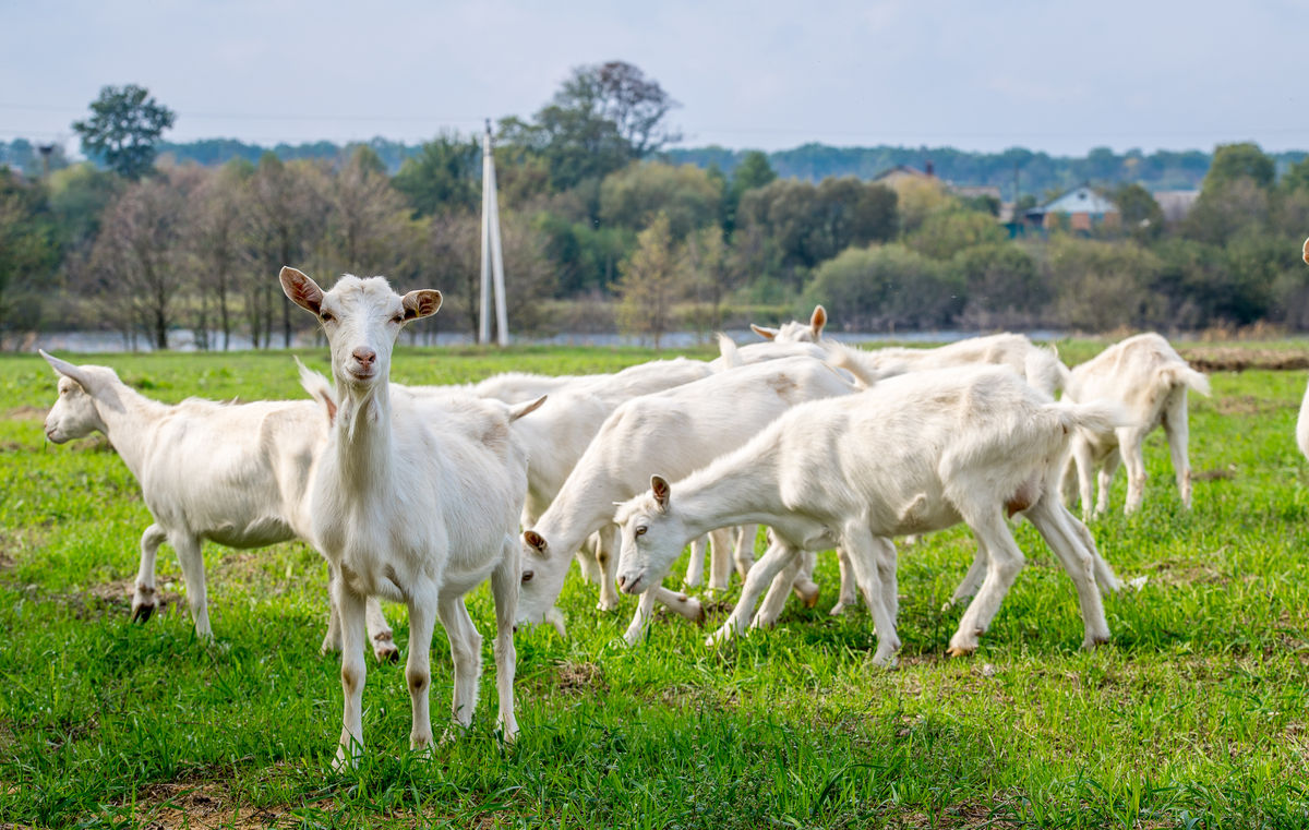 How to write a business plan for a goat farm?