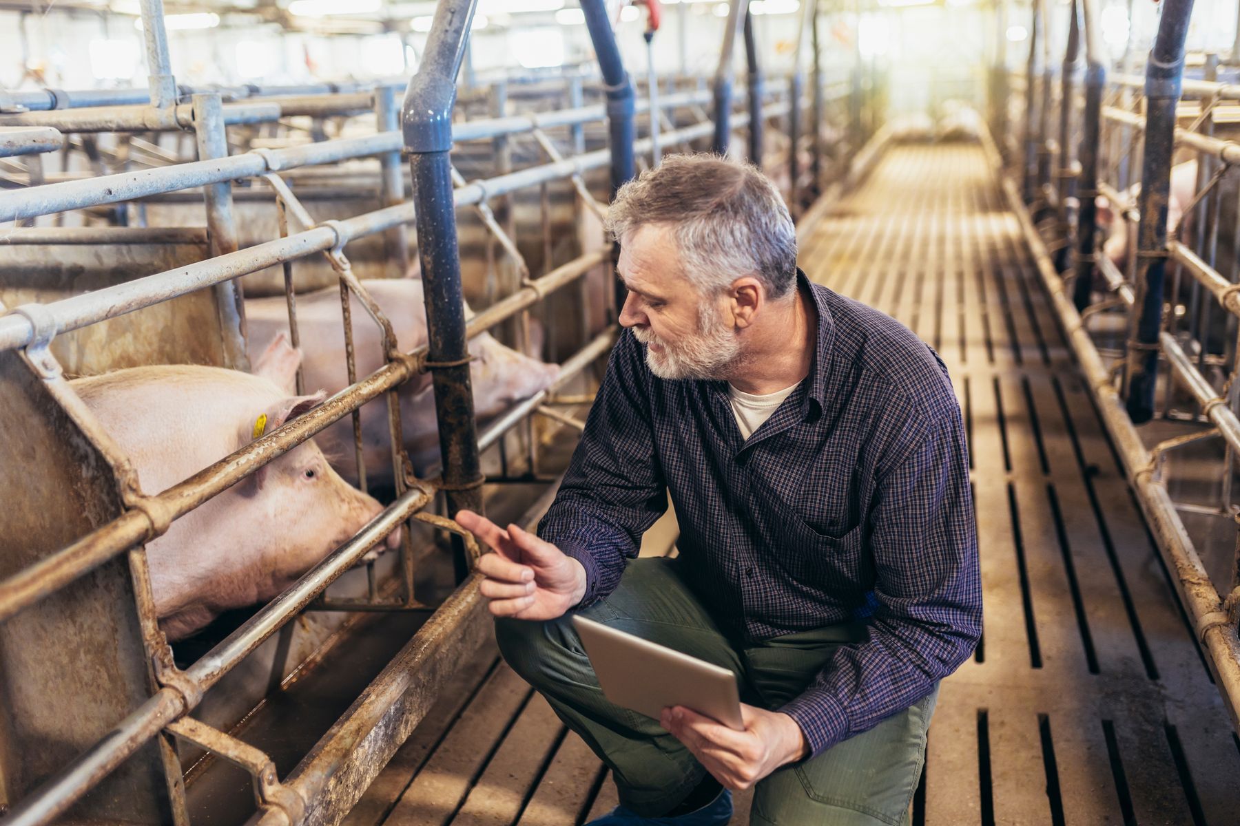 How to write a business plan for a pig farm?