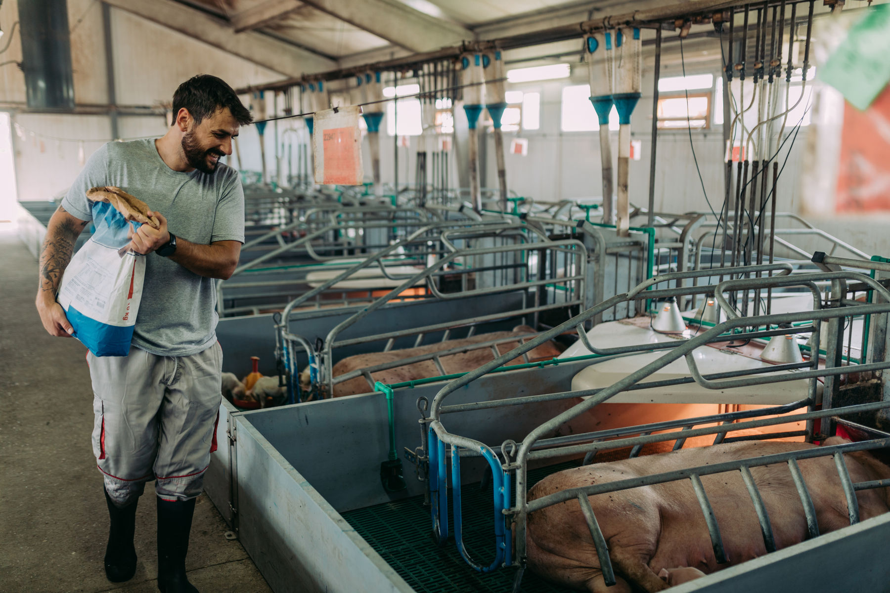 How to write a business plan for a pig farm?