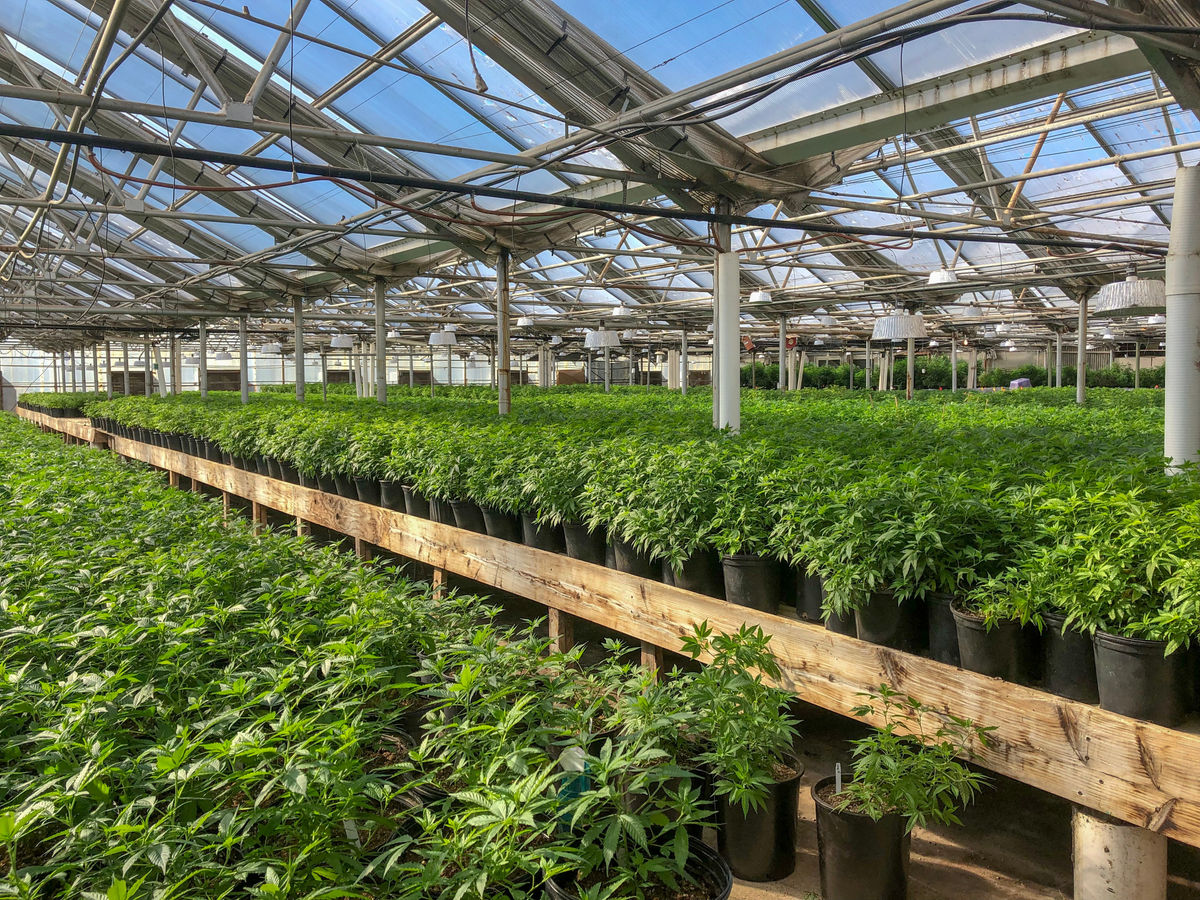 How to write a business plan for a hemp farm?