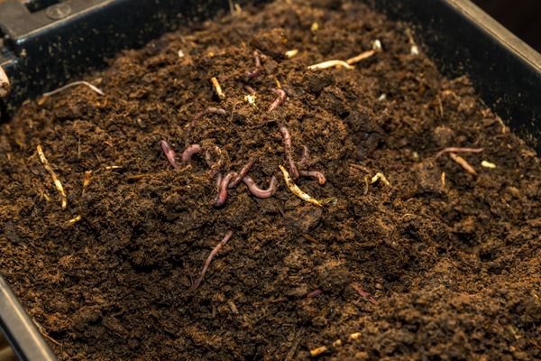 How to write a business plan for a worm farm?