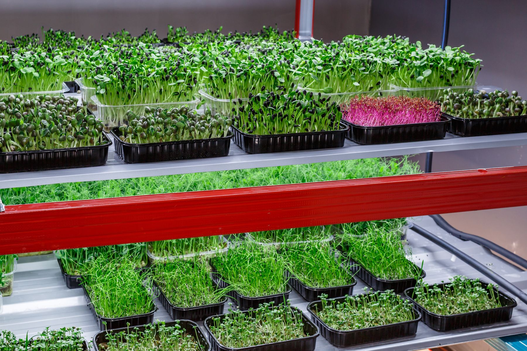How to write a business plan for a microgreens company?