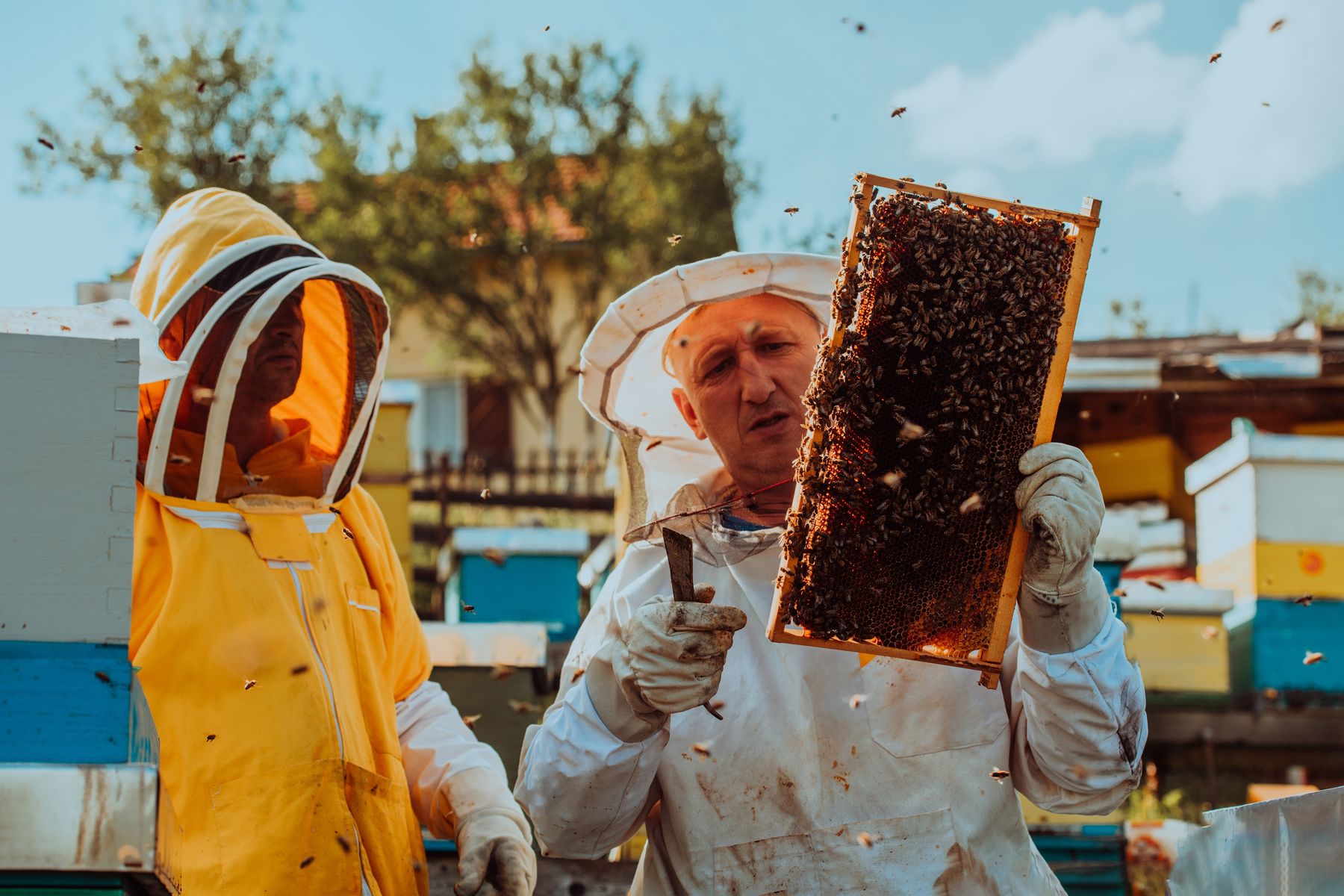 How to write a business plan for a honey bee farm?