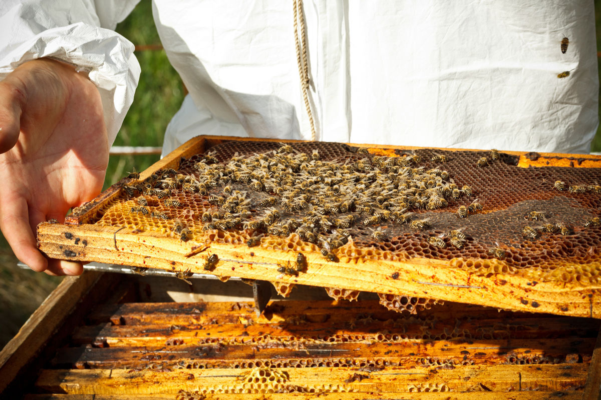 How to write a business plan for a honey bee farm?