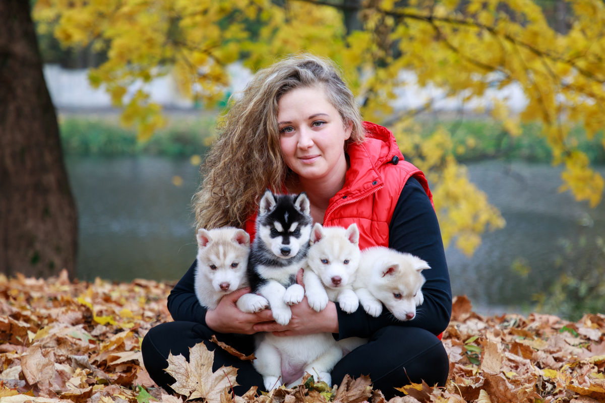 How to write a business plan for a dog breeding company?