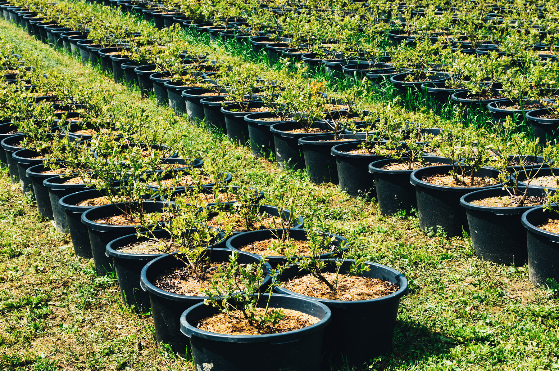 How to write a business plan for a Christmas tree farm?