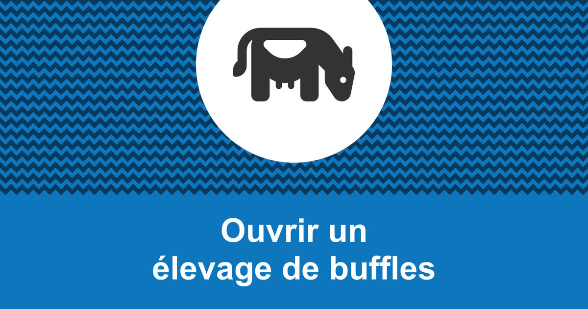 Comment ouvrir un élevage de buffles rentable